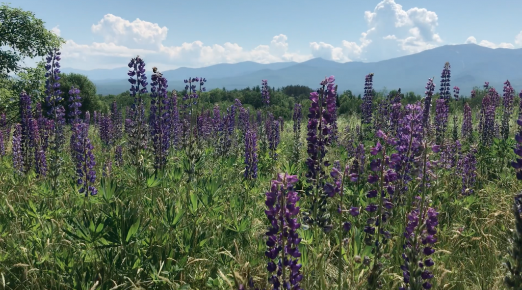 Lupine Fields Bloom in Sugar Hill (NH) - New England Travel Journal